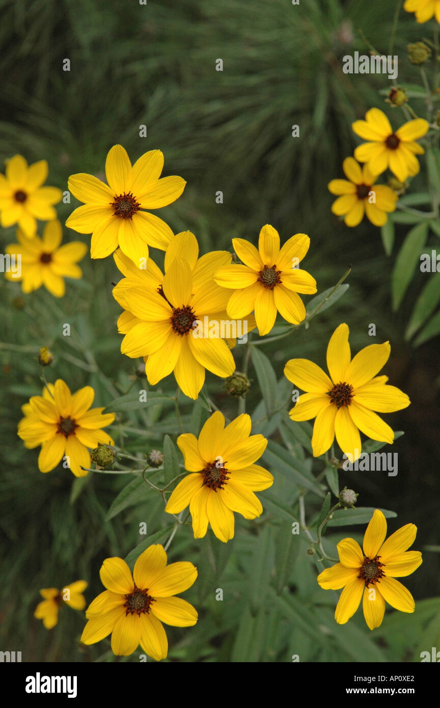 Tall tickseed Coreopsis tripteris Stock Photo - Alamy