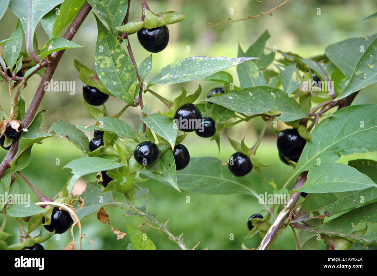Deadly night shade hi-res stock photography and images - Alamy