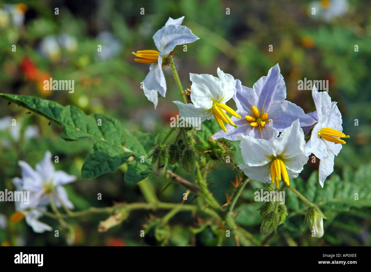 Sticky nightshade Solanum Sisymbriifolium Stock Photo - Alamy
