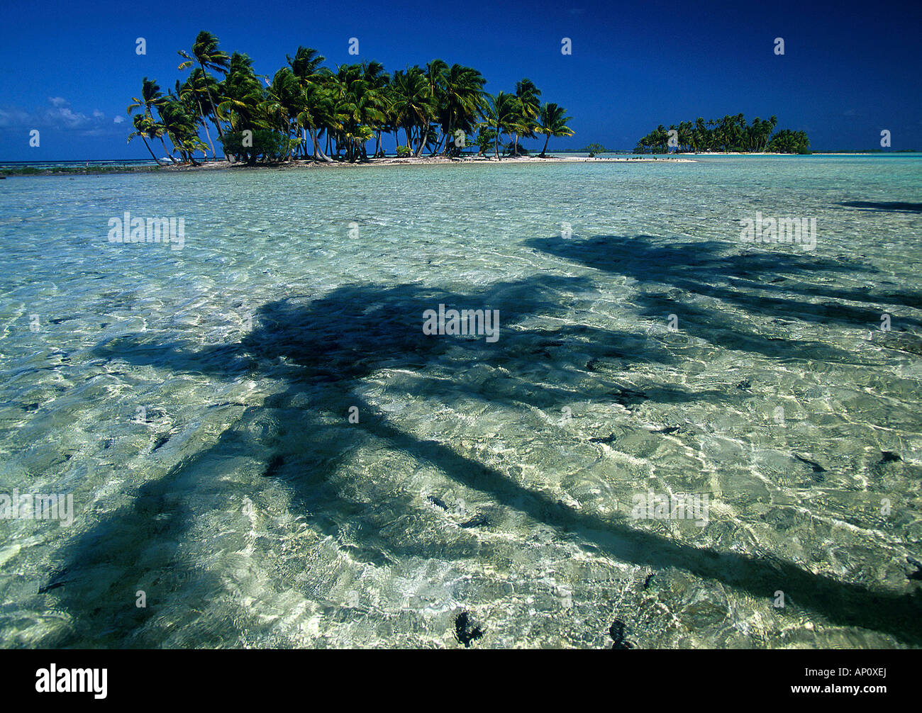 Kokospalmen auf Motus Inseln, Blaue Lagune, Rand Atoll Rangiroa ...