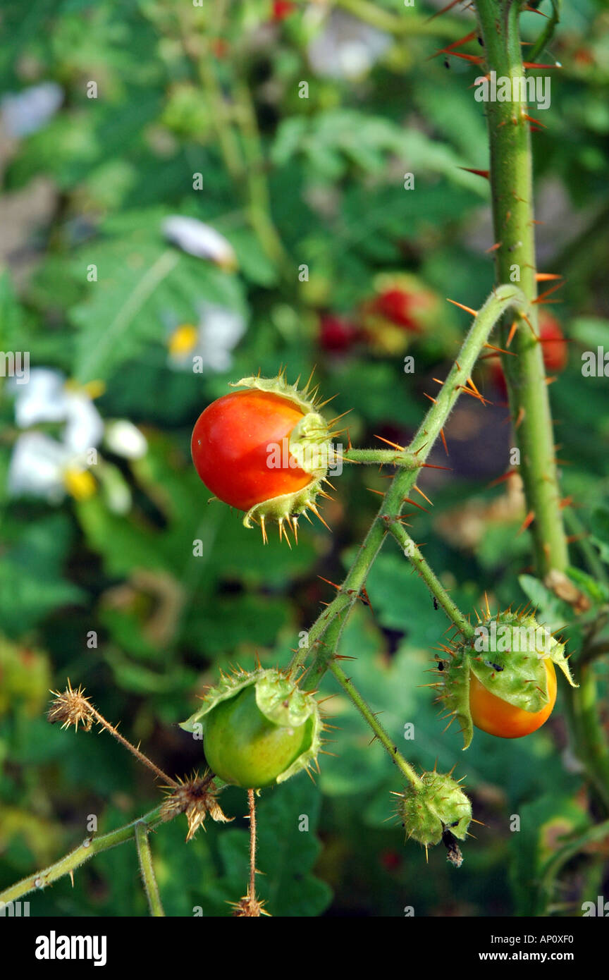 Sticky nightshade Solanum Sisymbriifolium Stock Photo - Alamy