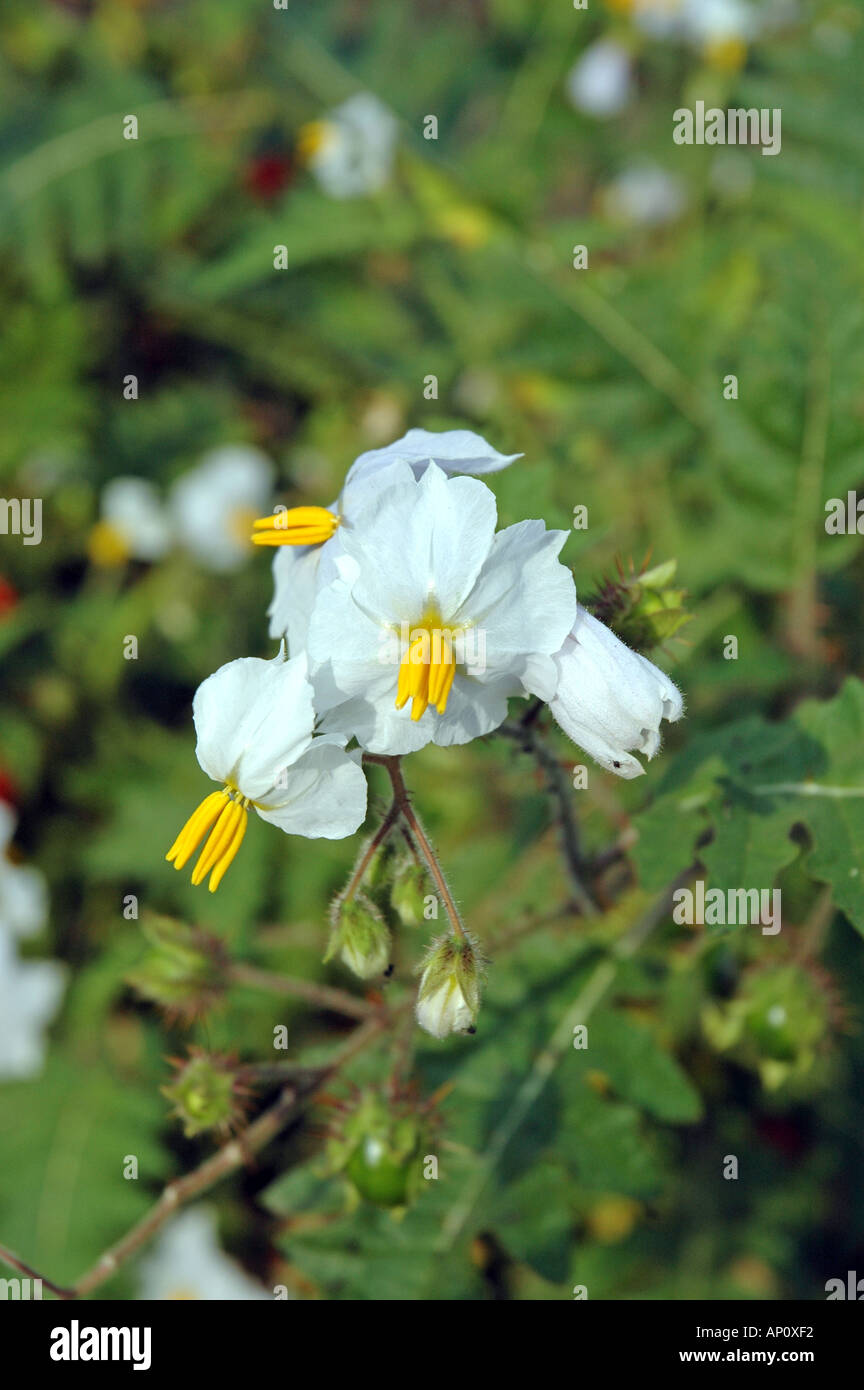 Sticky nightshade Solanum Sisymbriifolium Stock Photo - Alamy