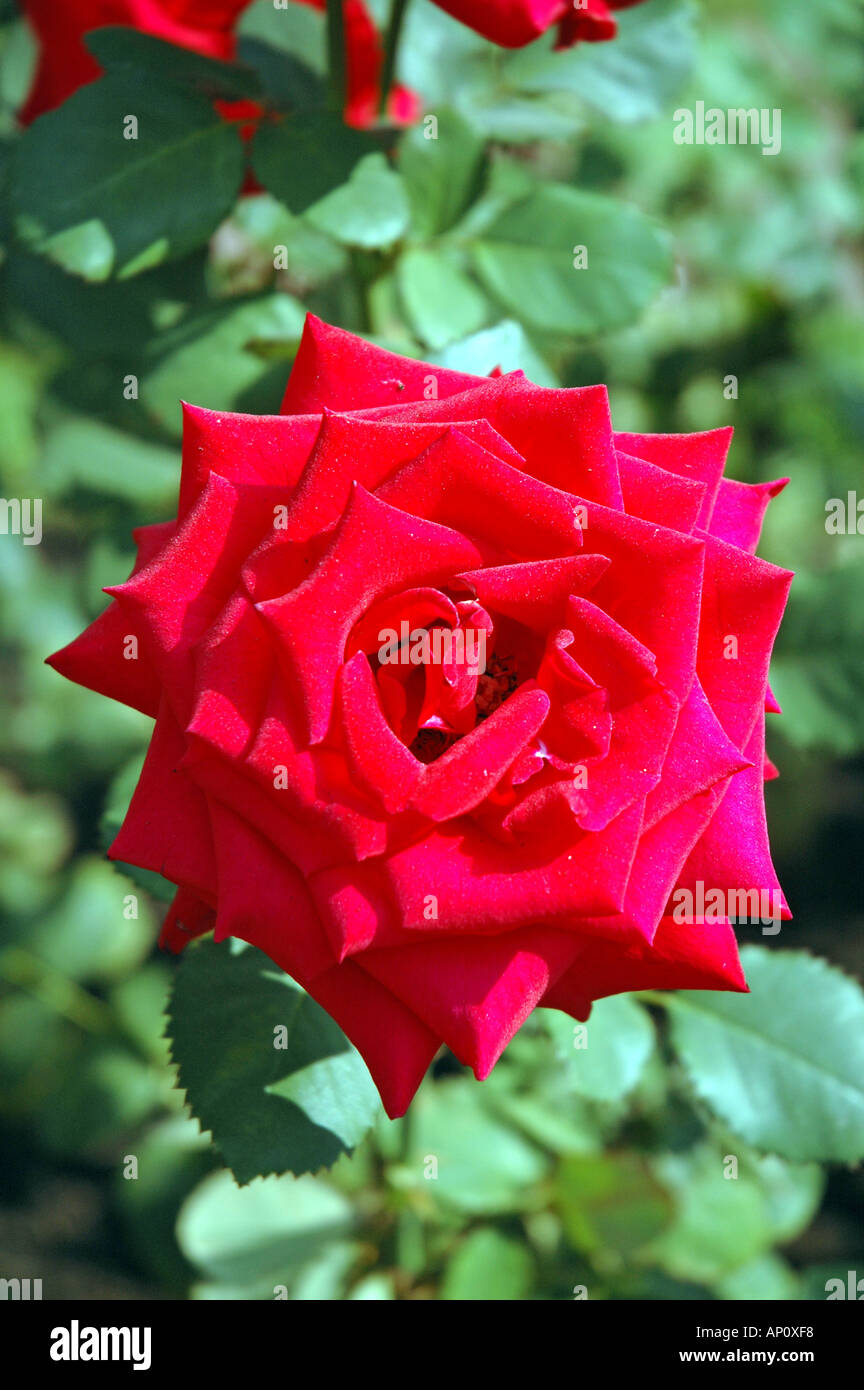 Single flower red rose on hi-res stock photography and images - Alamy