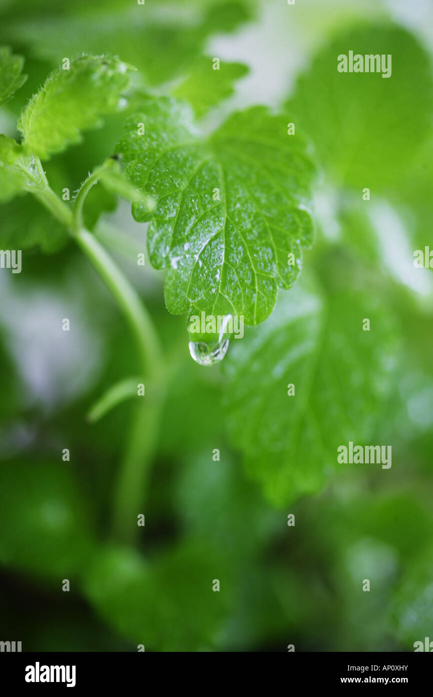 Plant with water-drop, Plant with water-drop, Herbs with water drop ...