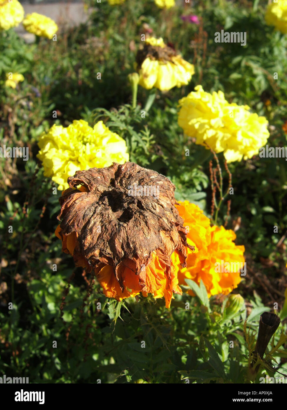 detail of old dead dying yellow orange flower plant in garden Stock ...