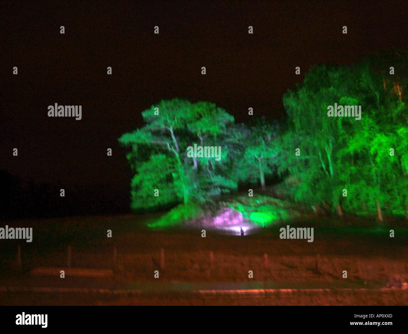 one big tree lit at night in field Stock Photo - Alamy