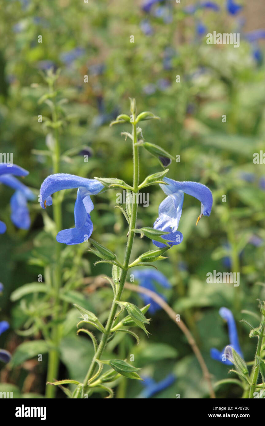 Gentian Sage Salvia patens Stock Photo - Alamy