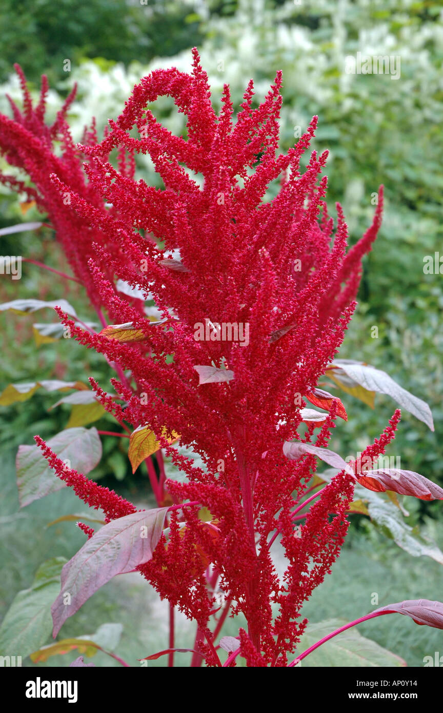 amaranth Amaranthus sp Stock Photo - Alamy