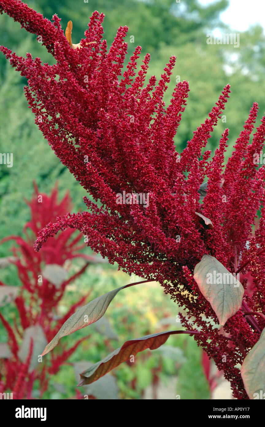 amaranth Amaranthus sp Stock Photo - Alamy