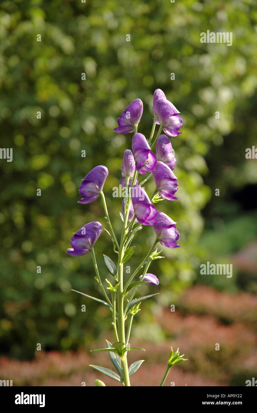 European monkshood hi-res stock photography and images - Alamy