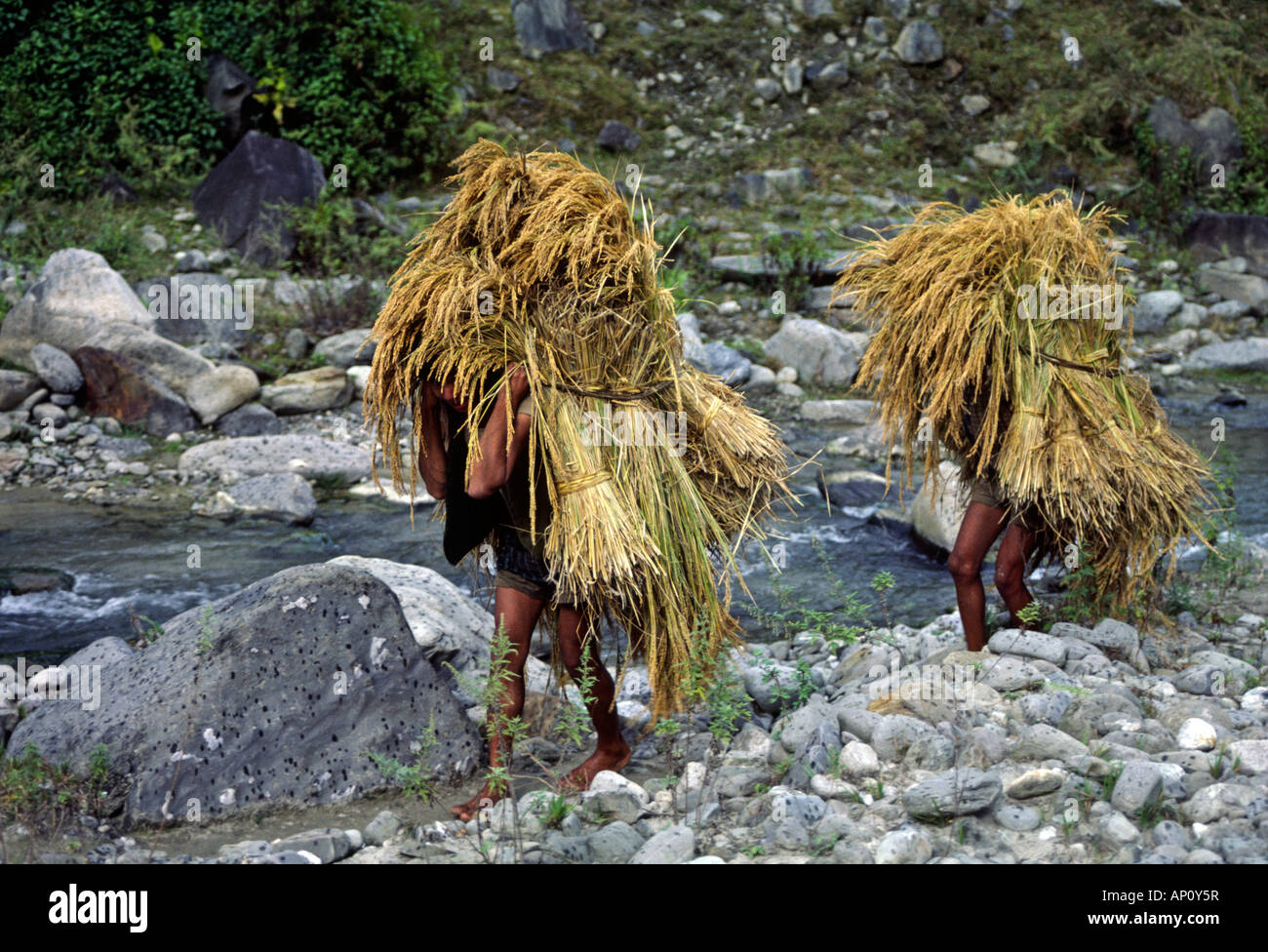 Villagers stack hay in their fields in the middle hills of the GANESH ...