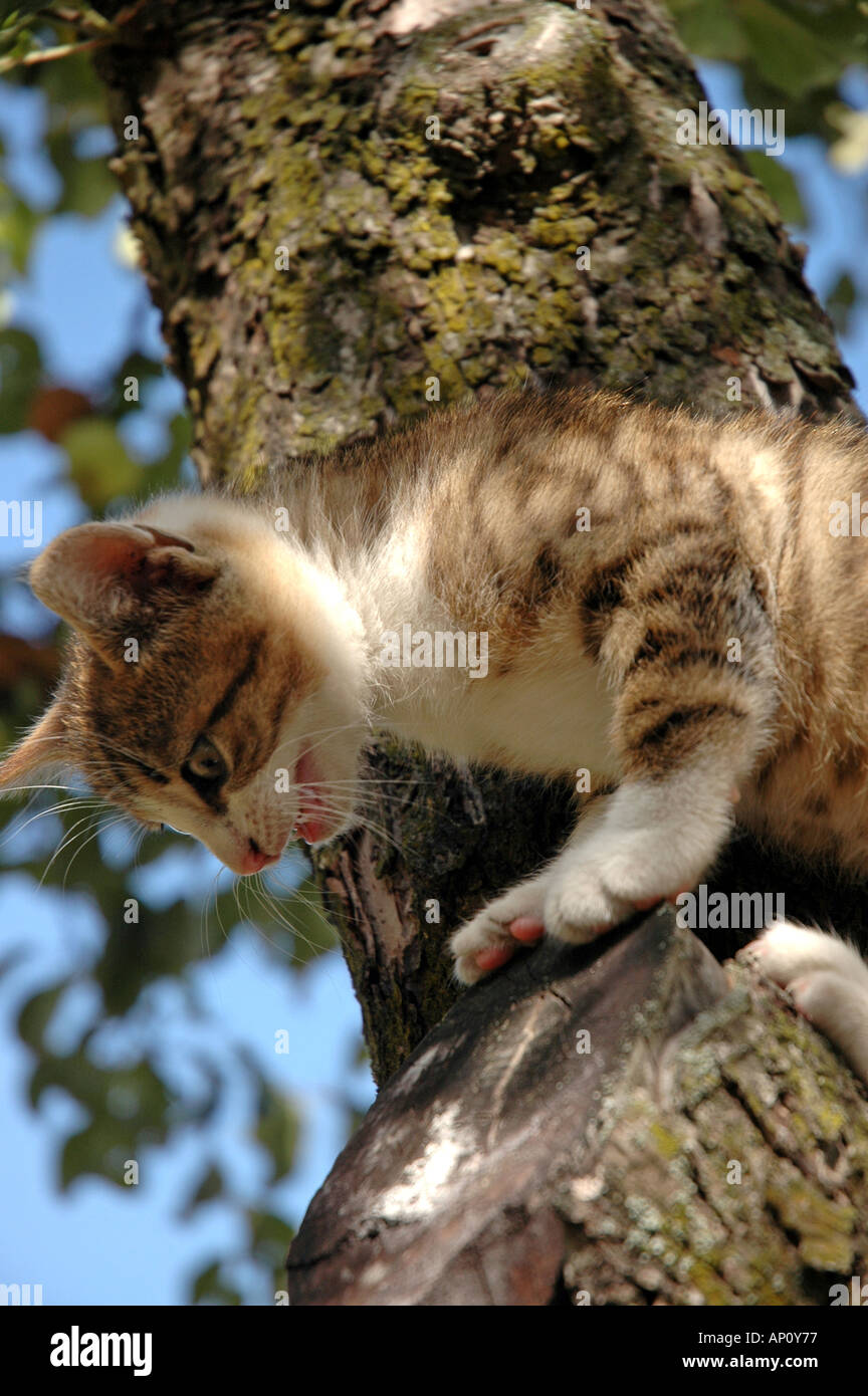 Cat sitting on a a tree Stock Photo - Alamy