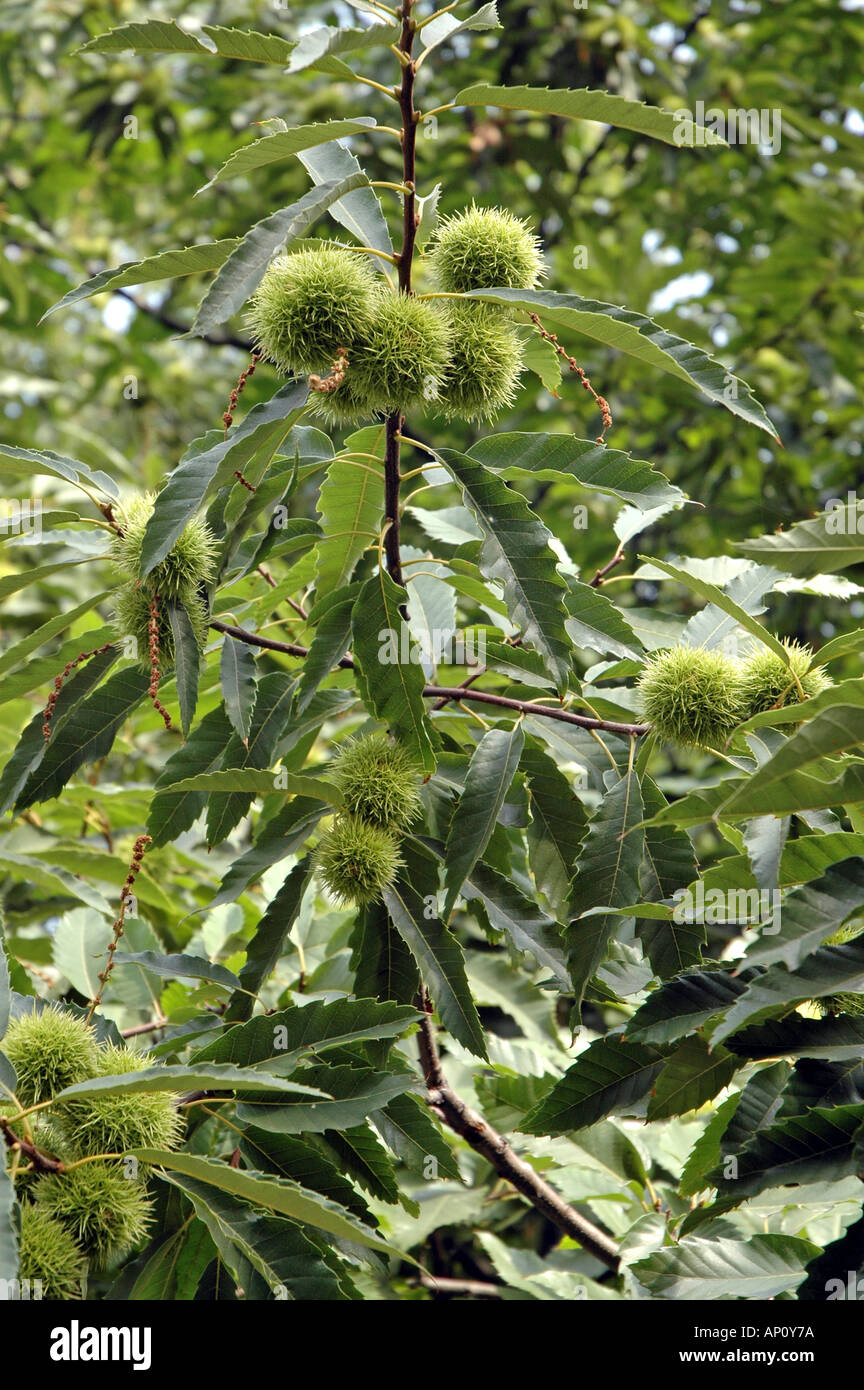 Castanea crenata hi-res stock photography and images - Alamy
