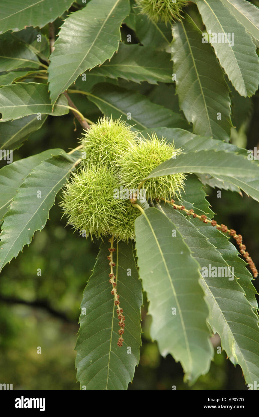 Castanea crenata hi-res stock photography and images - Alamy