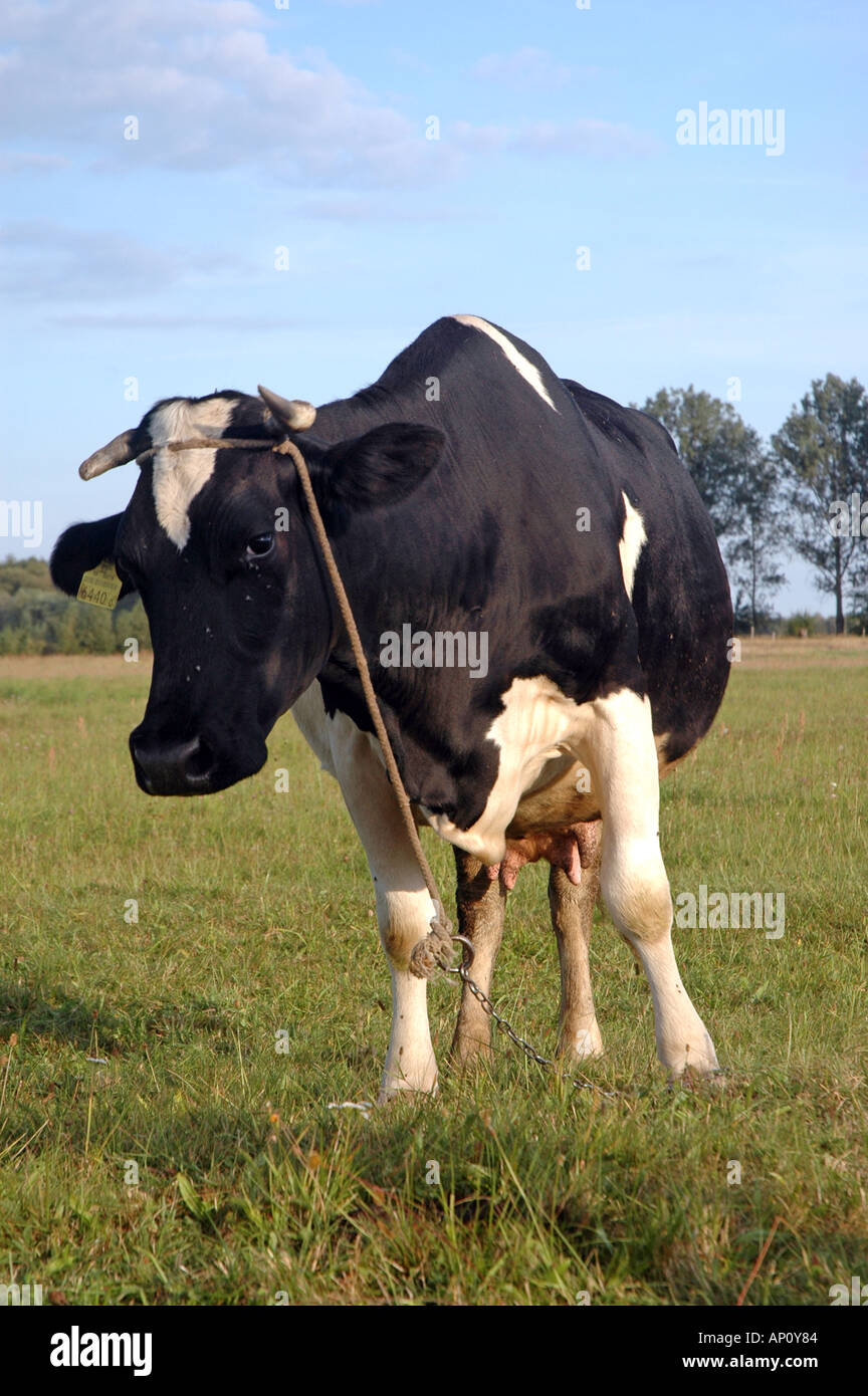 Cow, polish countryside Stock Photo - Alamy