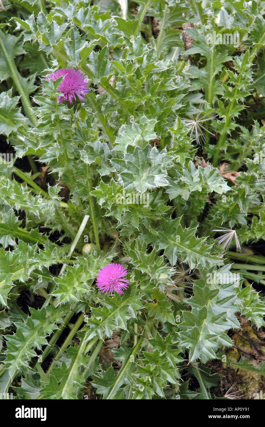 Dwarf thistle Cirsium acaule Stock Photo - Alamy