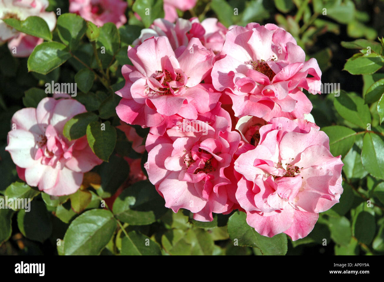 Alicia rose hi-res stock photography and images - Alamy