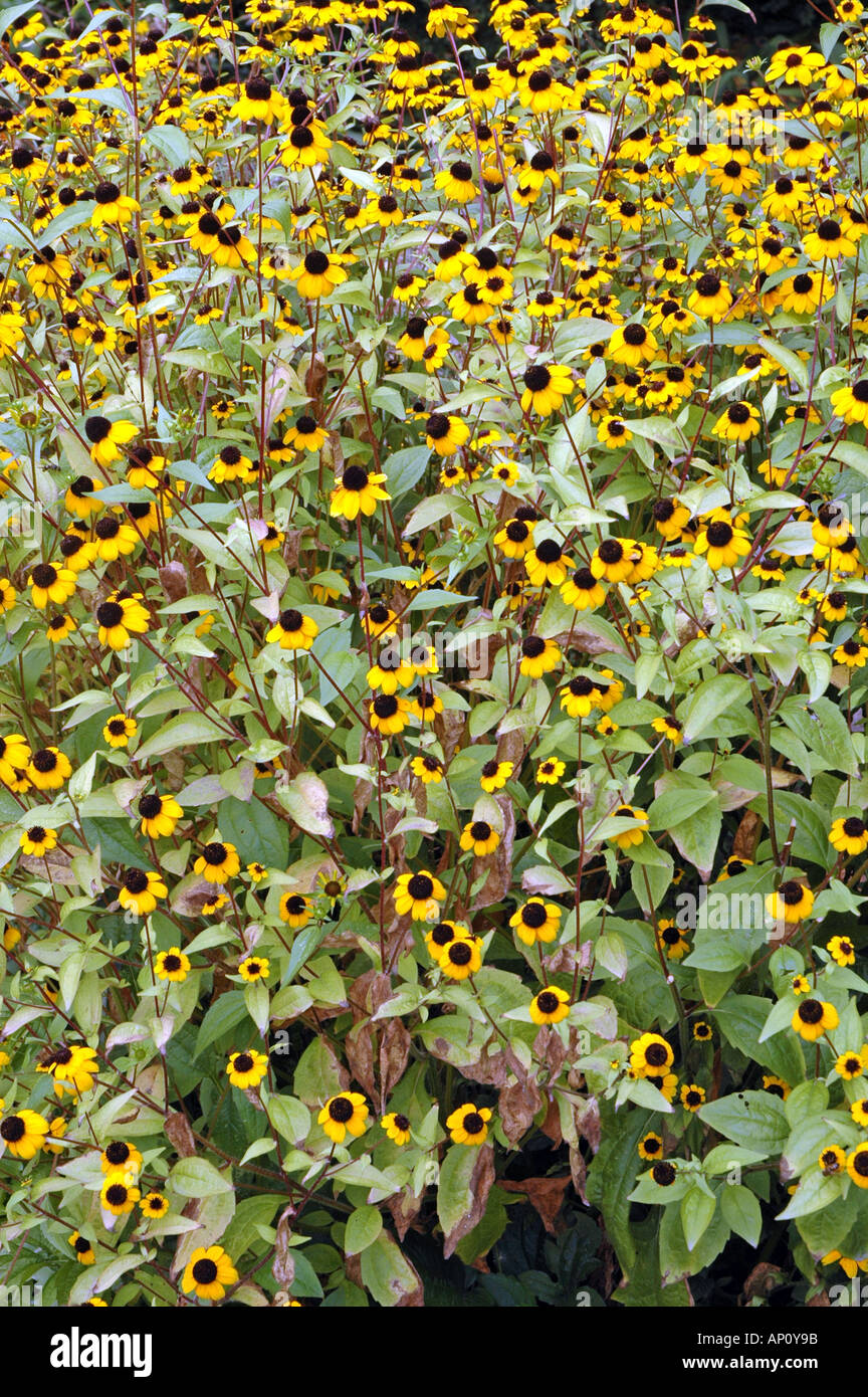browneyed Susan Rudbeckia triloba Stock Photo - Alamy