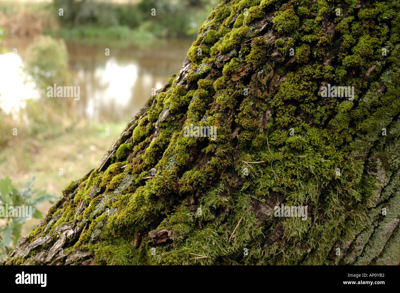 moss covering tree Stock Photo - Alamy