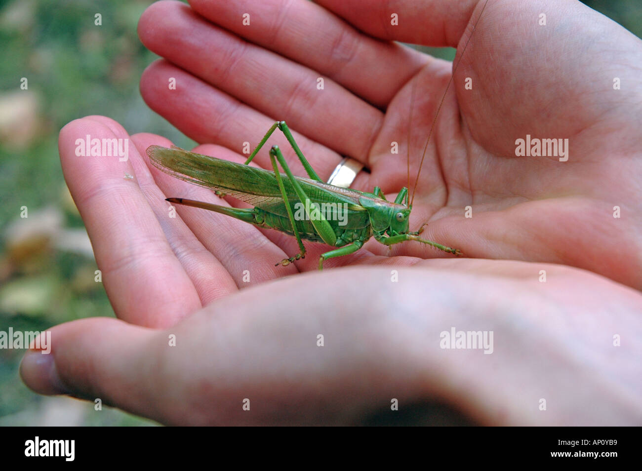 girl holding a grasshopper Stock Photo - Alamy