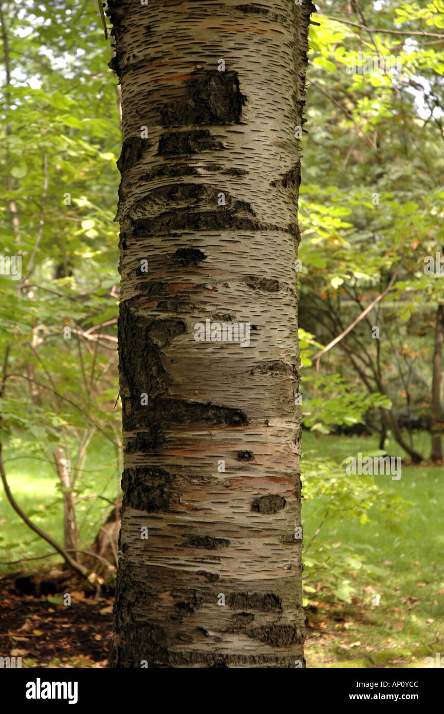 Betula papyrifera paper birch hi-res stock photography and images - Alamy