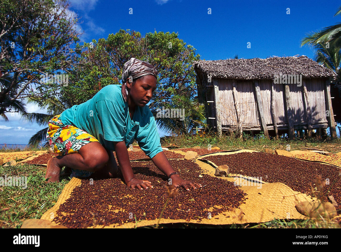 Woman desiccating cloves, Ste Marie, Madagascar Stock Photo - Alamy