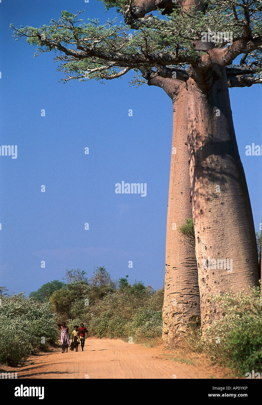 Baobab trees near Morondava, Madagascar Stock Photo - Alamy