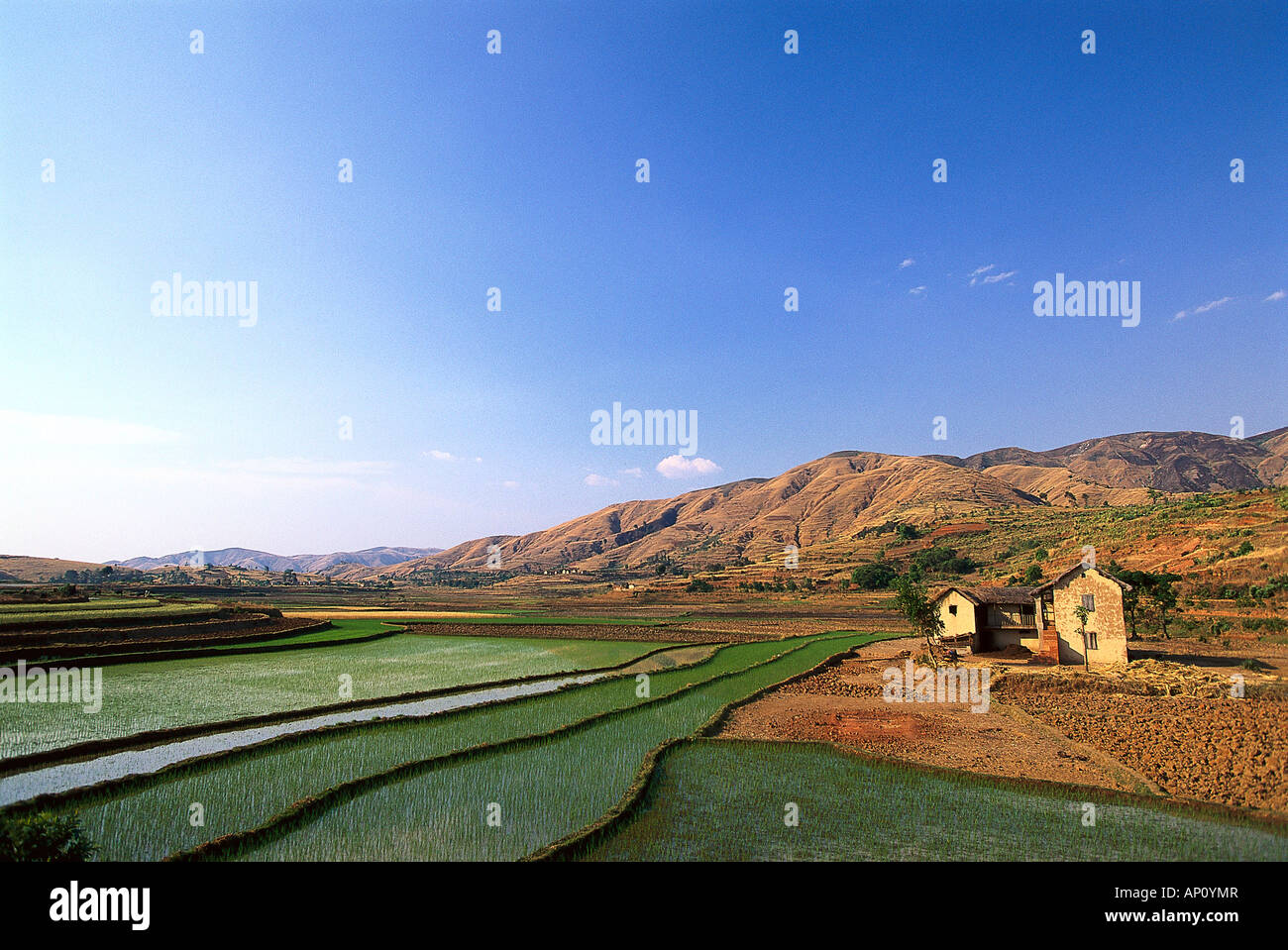 Rice growing in the highlands, Rice paddy field, Highlands, Madagascar ...