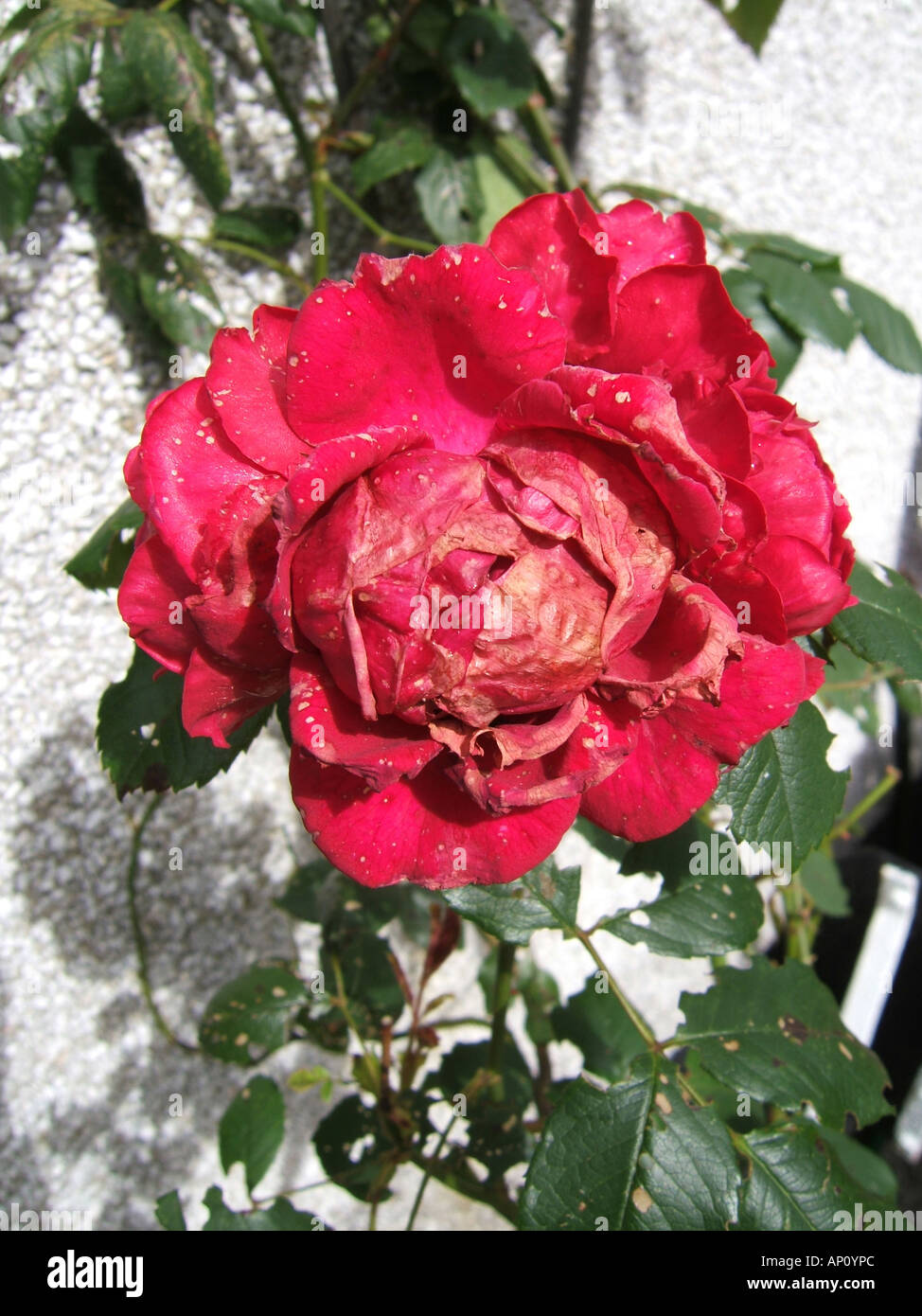 detail of old red rose plant in garden Stock Photo - Alamy