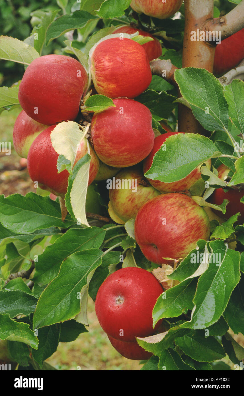 Jonathan Apples Stock Photos & Jonathan Apples Stock Images - Alamy