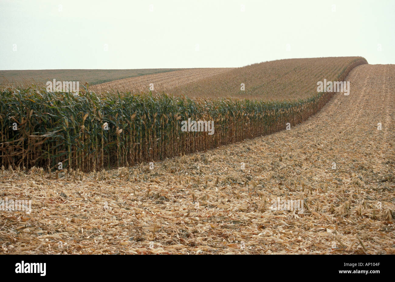 Primordial land hi-res stock photography and images - Alamy
