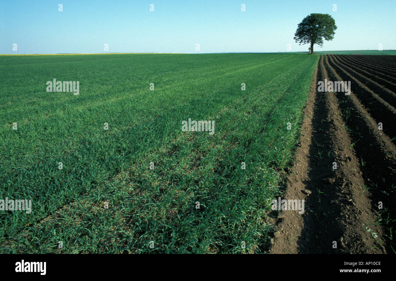 lime tree, soil structure on field Stock Photo - Alamy