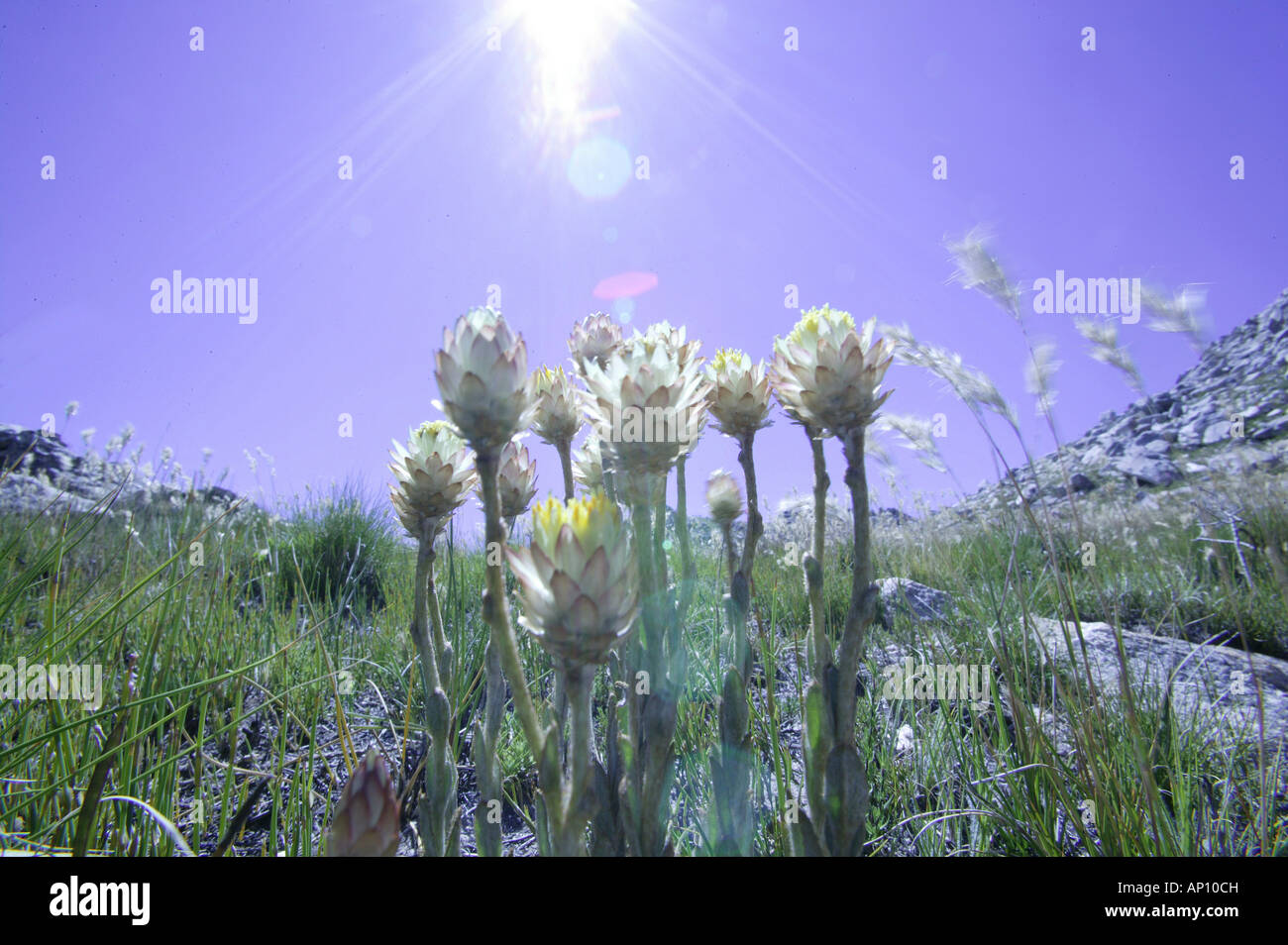 Prince albert south africa hi-res stock photography and images - Alamy