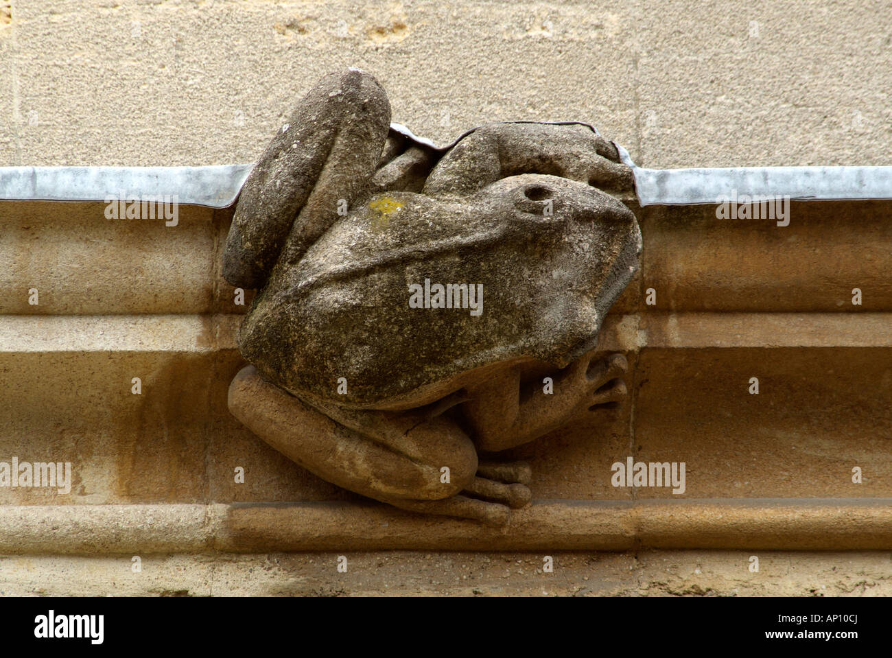 frog toad gargoyle close up Oxford university town stone carving ...