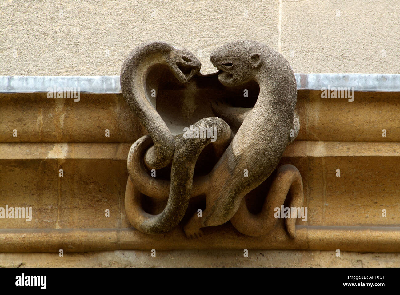 Mongoose Eating A King Cobra