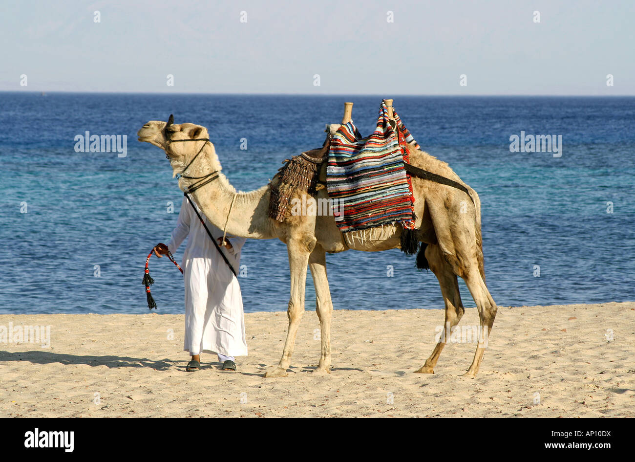 Red sea beach camel hi-res stock photography and images - Alamy