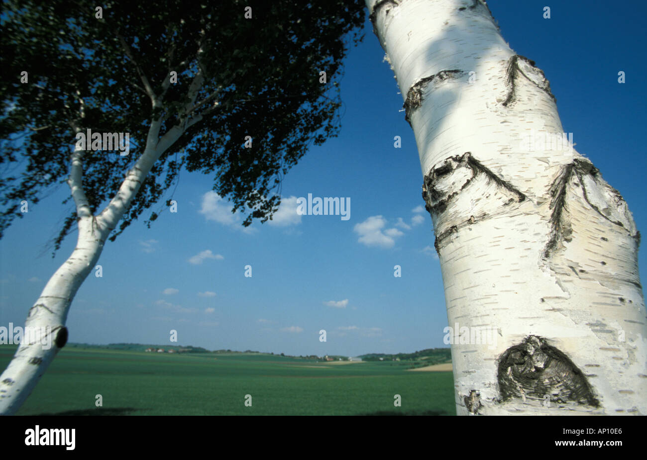 Birch tree bole hi-res stock photography and images - Alamy