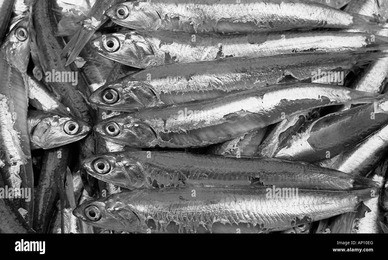 Fish in a box Black and White Stock Photos & Images - Alamy