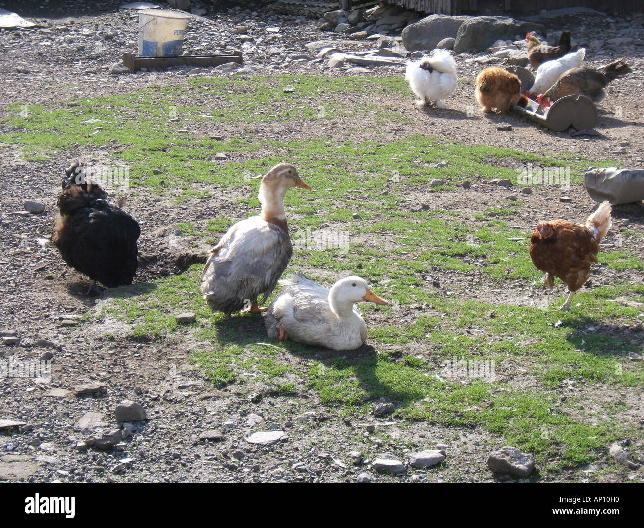 poultry in farm yard Stock Photo - Alamy