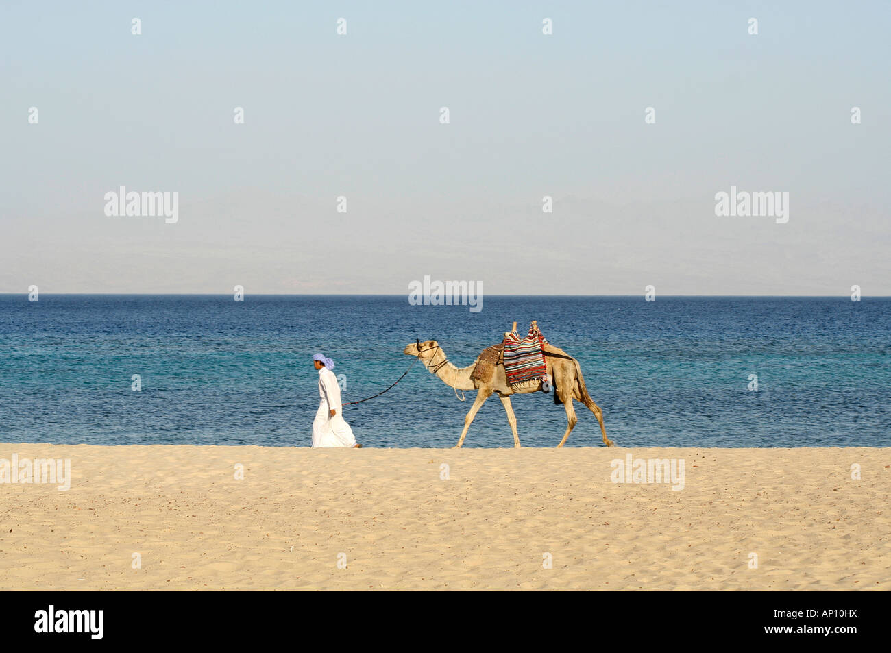 camel in the red sea region sinai egypt Stock Photo - Alamy