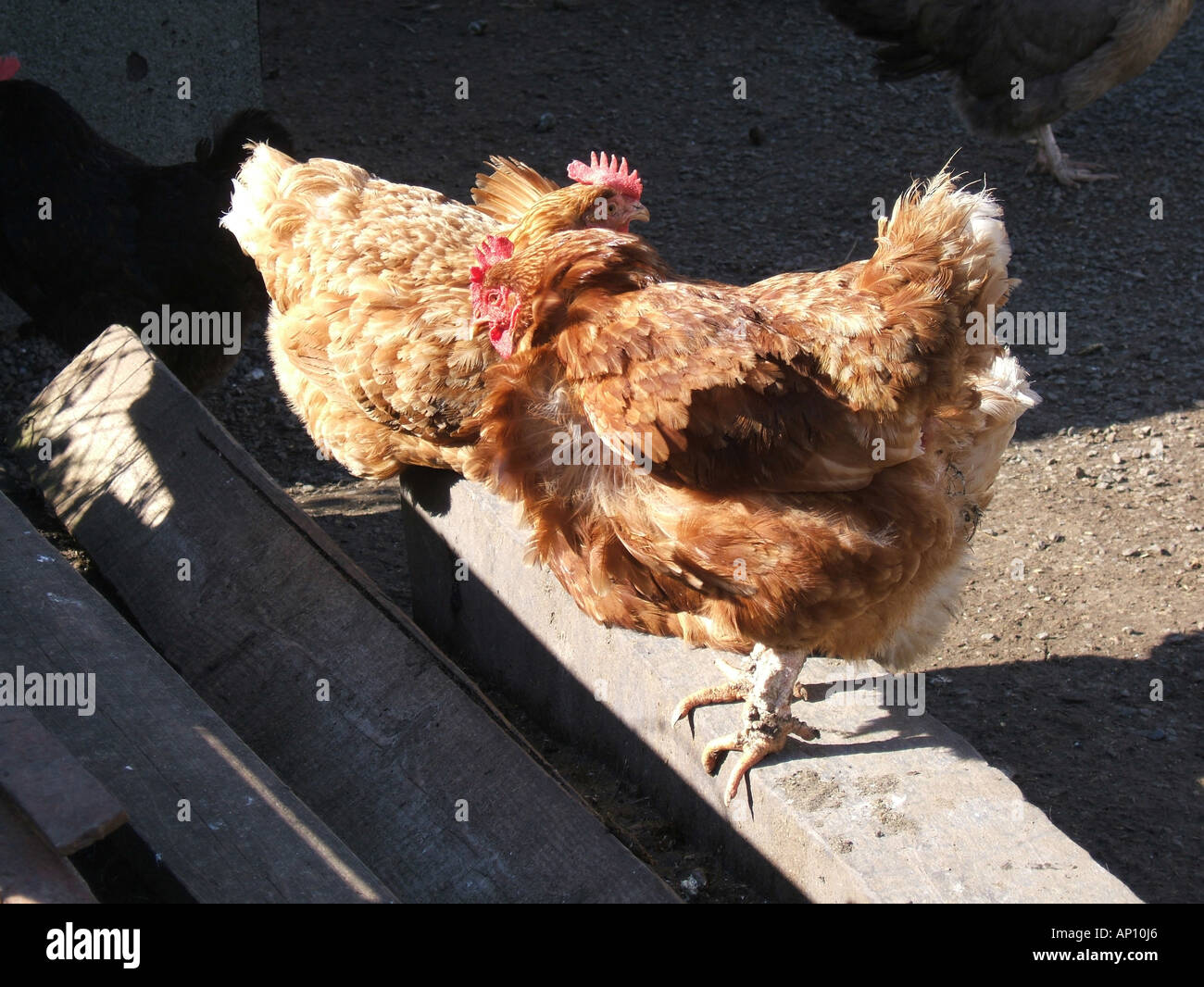 two hens in farm yard Stock Photo - Alamy