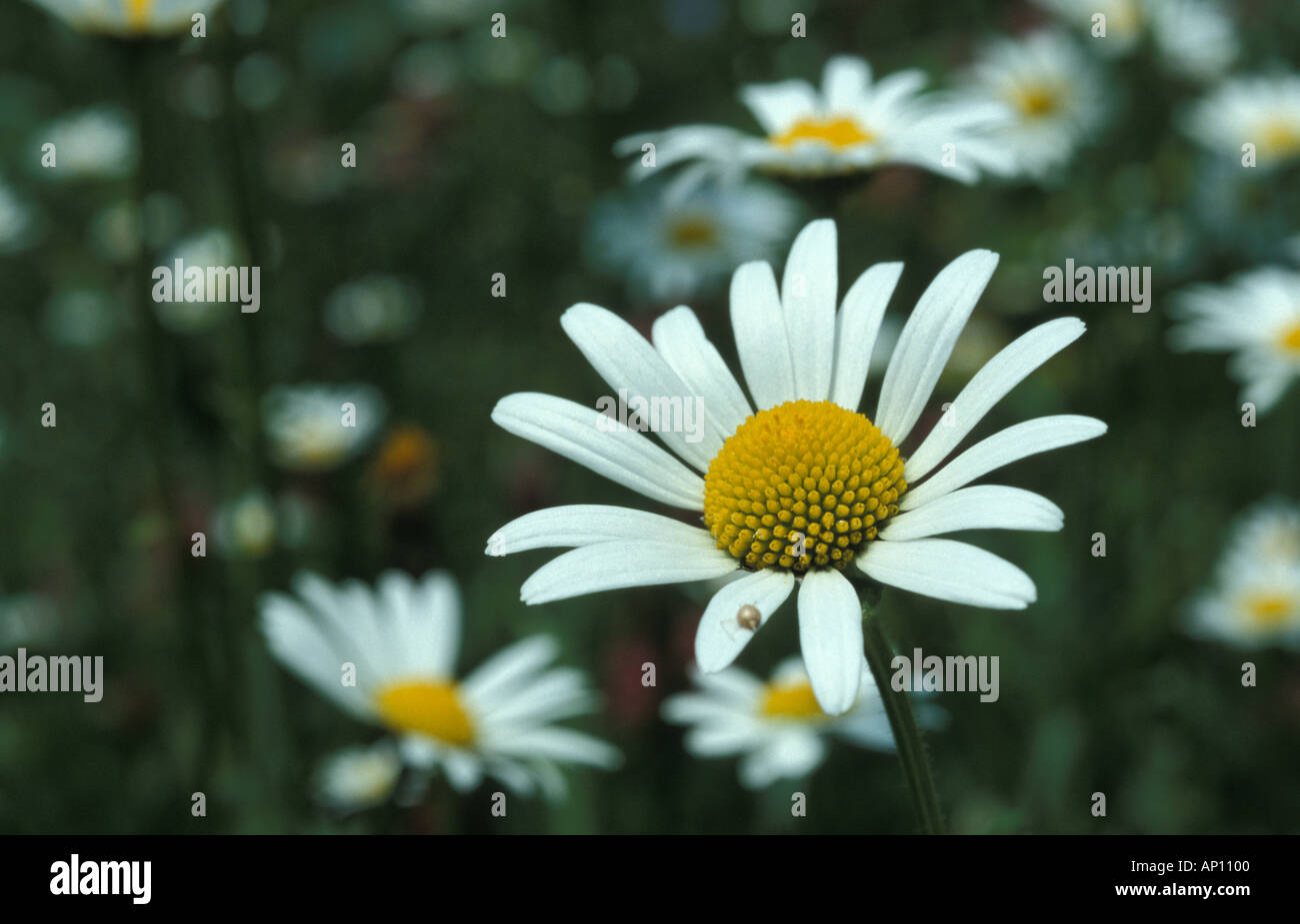 Ox white hi-res stock photography and images - Alamy