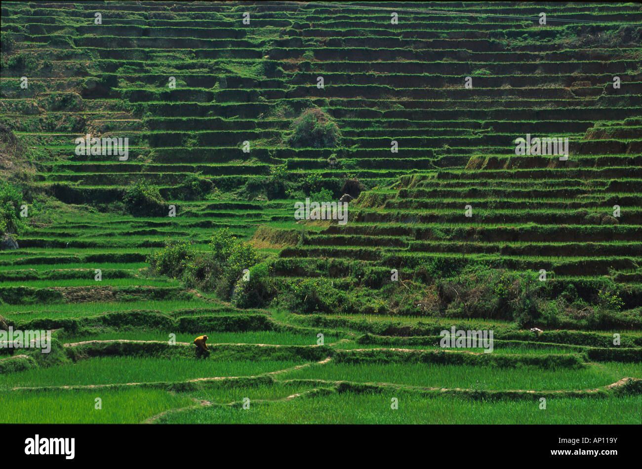 Rice terraces near Ambohimahasoa, Central Highlands, Madagascar, Africa ...