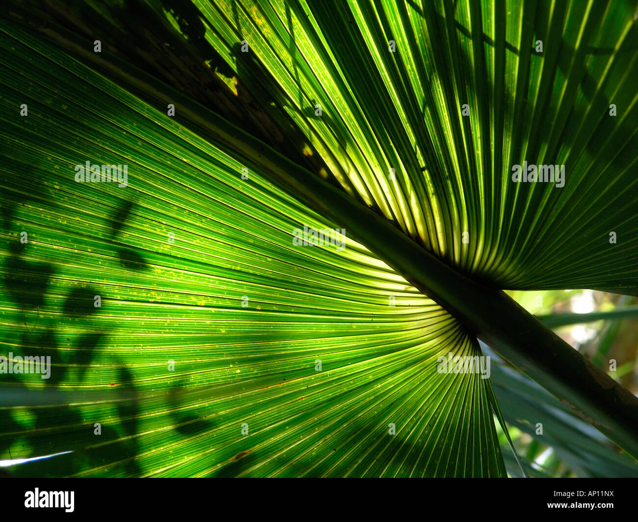 Big Leaf, Everglades, Florida, America Stock Photo - Alamy