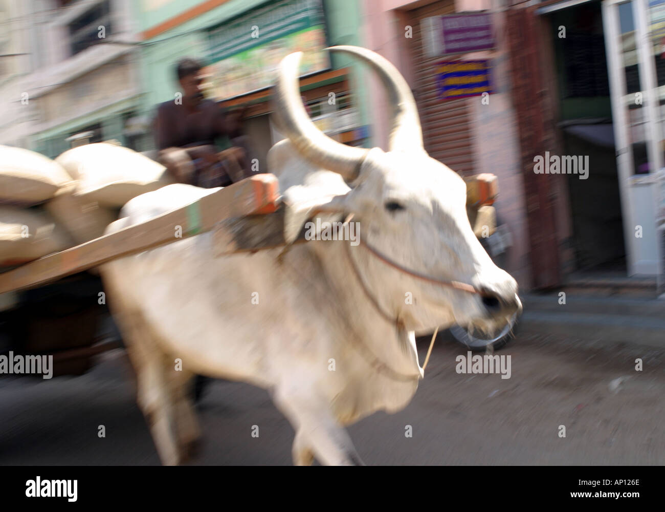 Indian bullock cart driver hi-res stock photography and images - Alamy