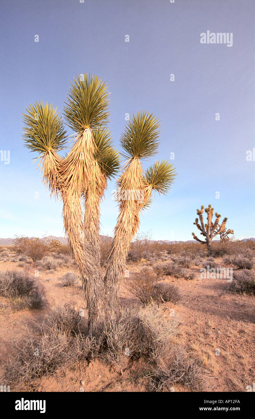 Cactus Mojave Desert California USA Stock Photo - Alamy