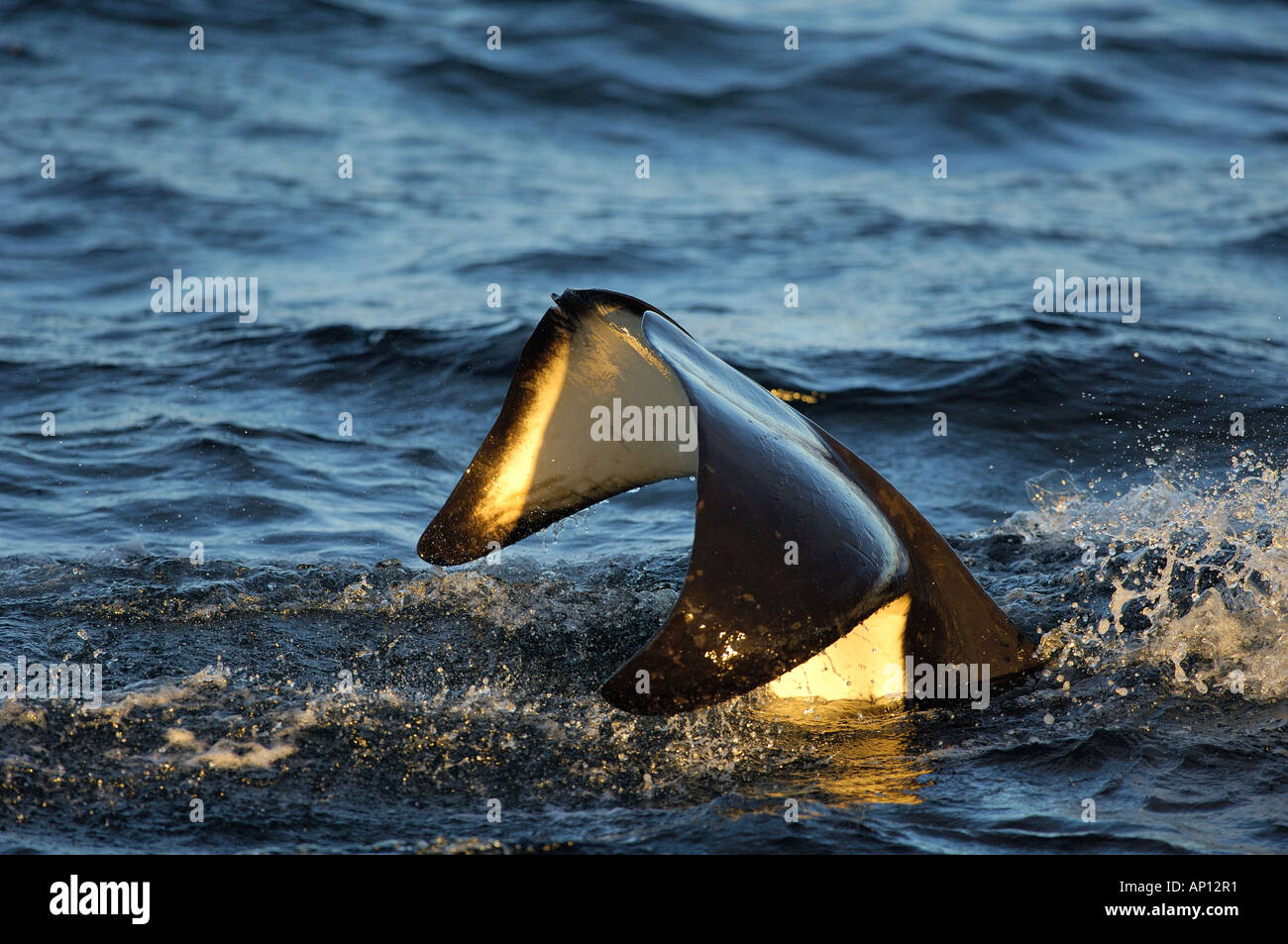 Orca or Killer whale (Orcinus orca) tail slapping Stock Photo - Alamy