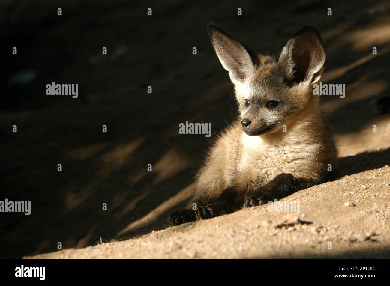 Bat-eared fox cub (Otocyon megalotis Stock Photo - Alamy