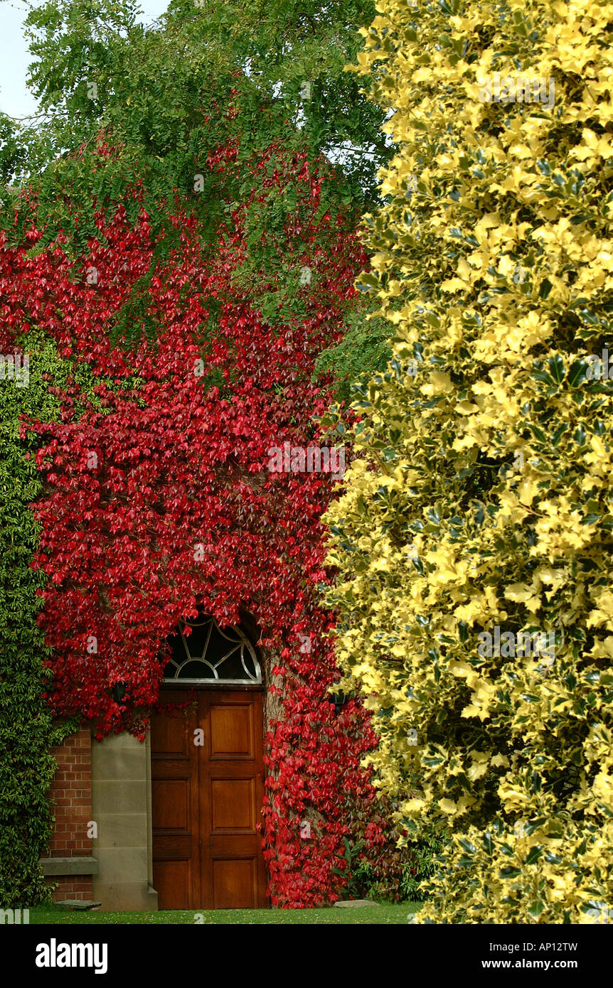 virginia creeper autumn red colour tatton park arch doorway garden ...