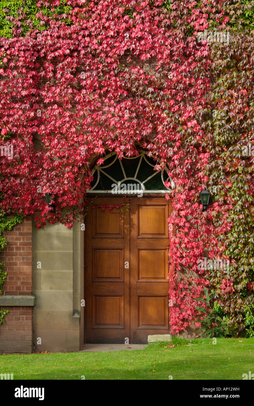 virginia creeper autumn red colour tatton park arch doorway garden ...